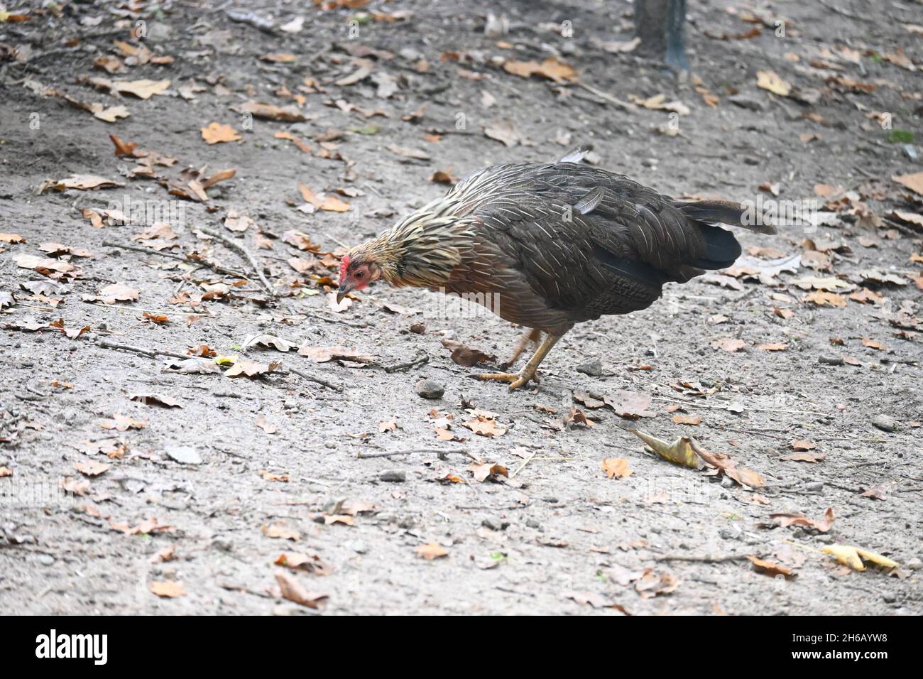 A gray junglefowl eating from the ground Stock Photo - Alamy
