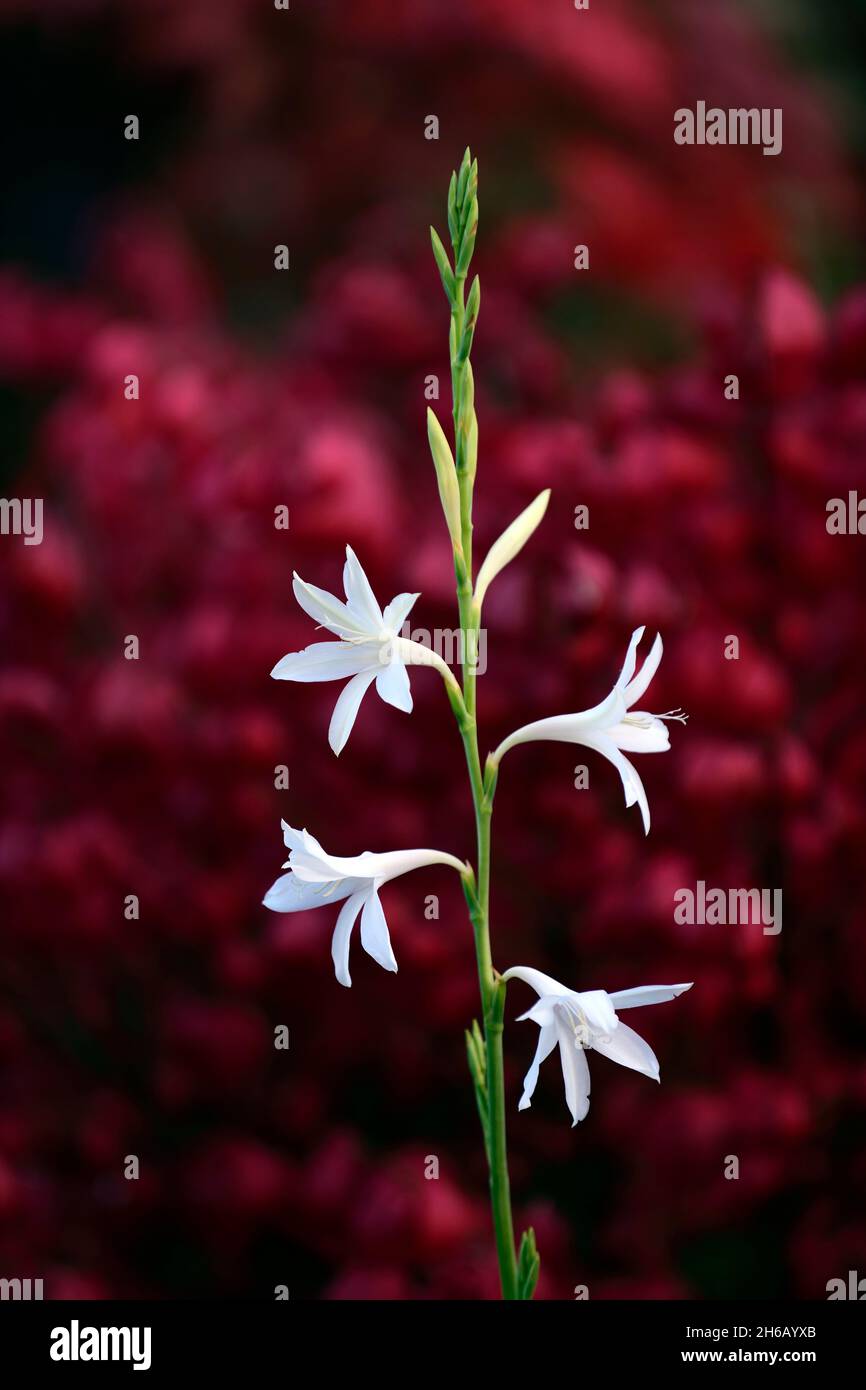 Watsonia borbonica ardernei,Watsonia borbonica subsp ardernei,white ...
