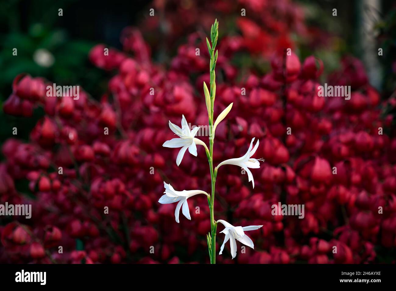 Watsonia borbonica ardernei,Watsonia borbonica subsp ardernei,white ...