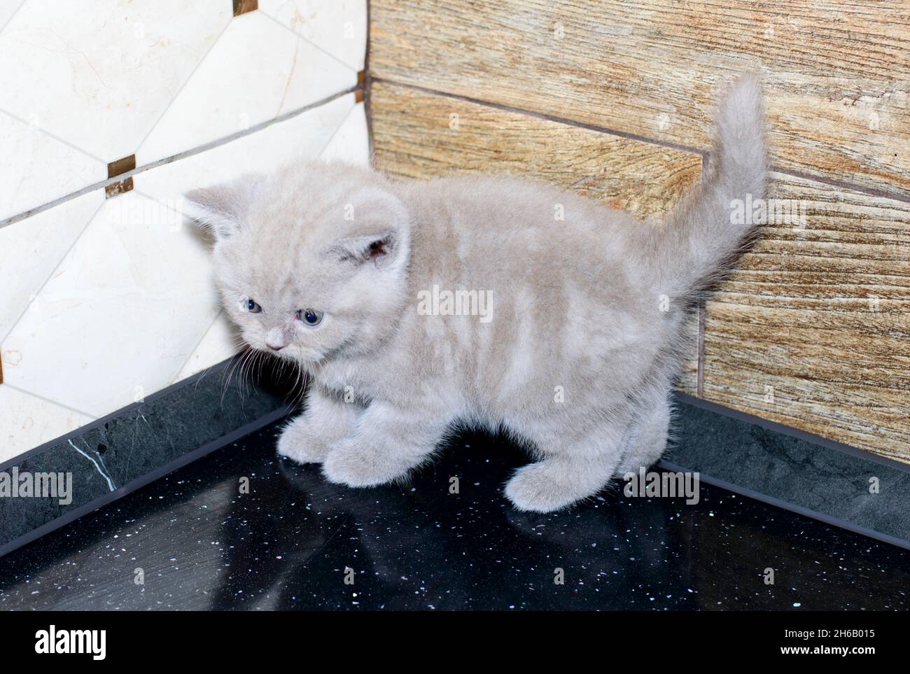 Beautiful light Scottish kitten color fawn in the corner, pet kitten ...