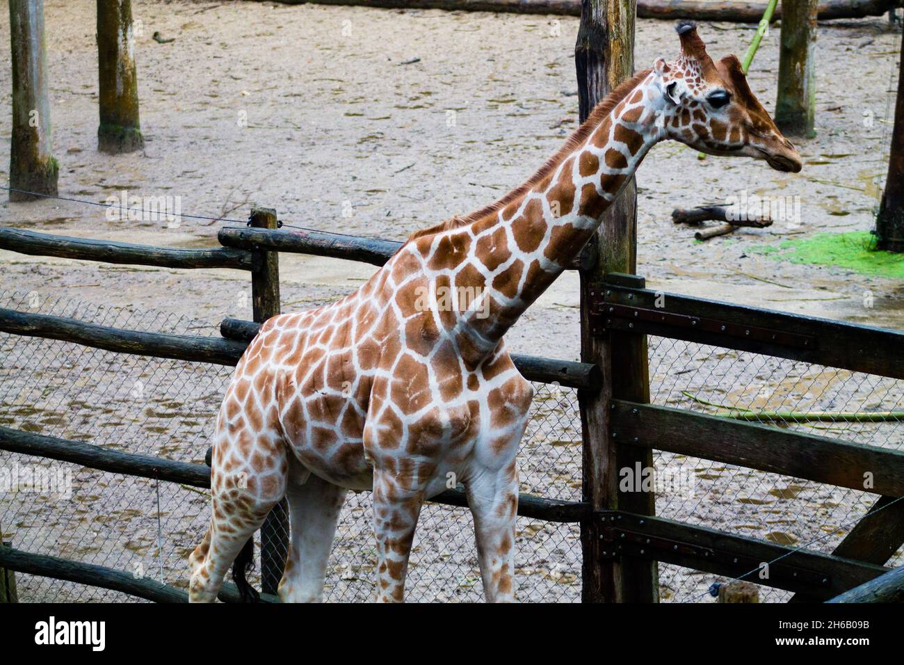 Giraffe pen hi-res stock photography and images - Alamy