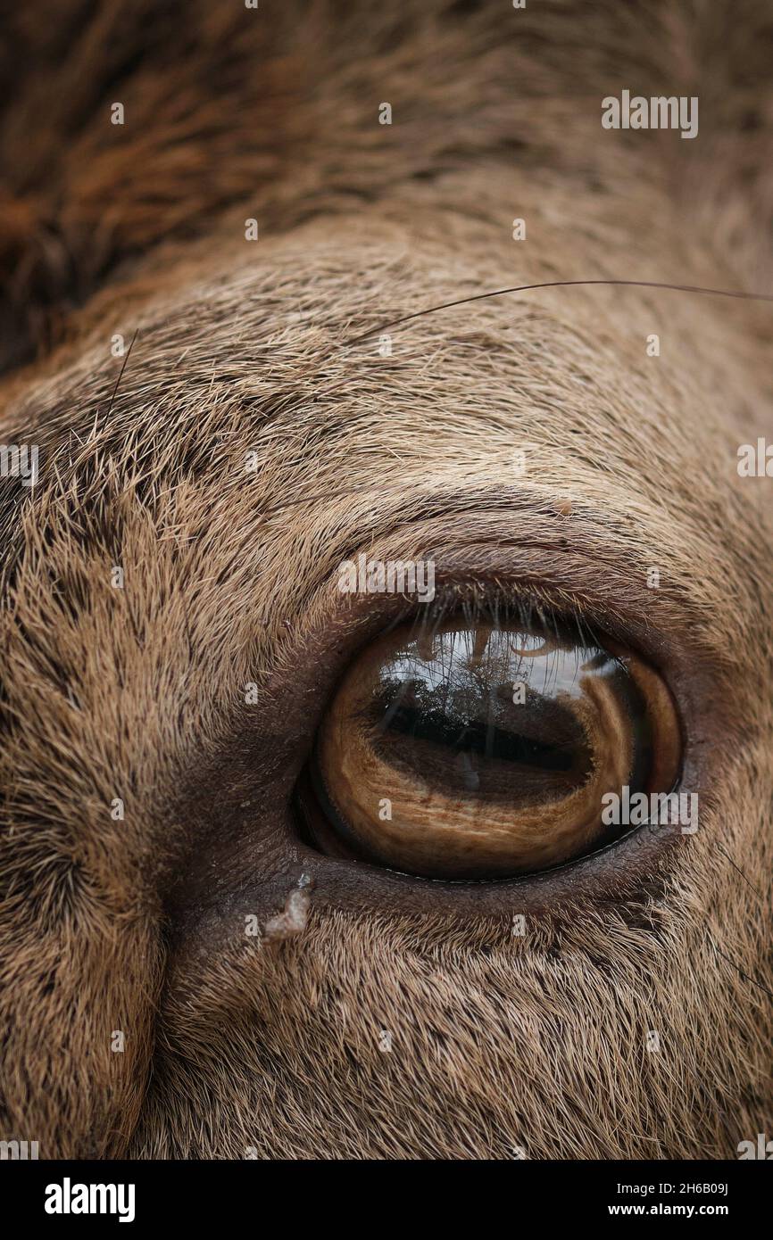 Buck eye hi-res stock photography and images - Alamy