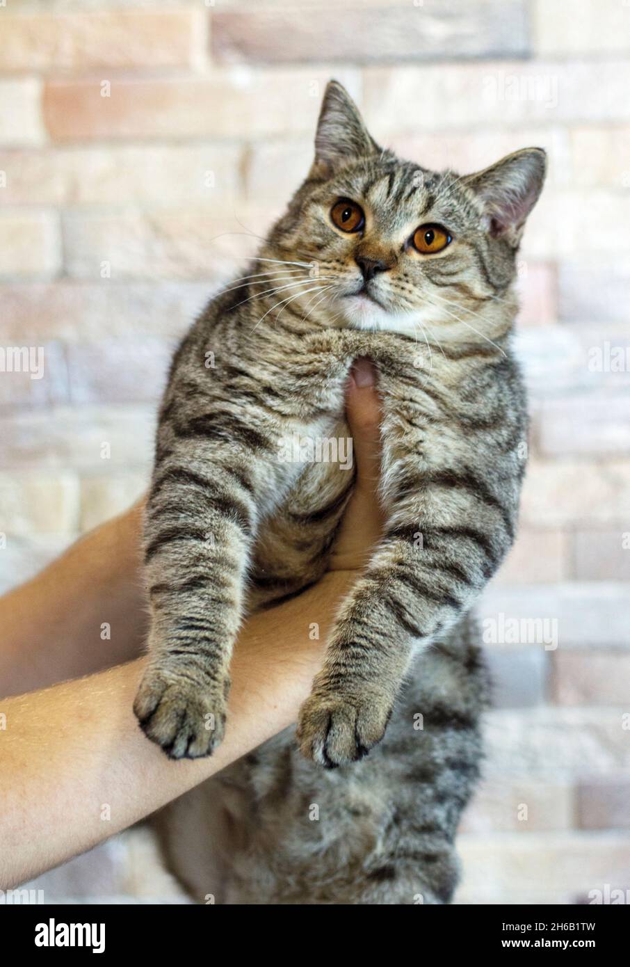Scottish golden tiger tabby cat in his hands on the background of the ...