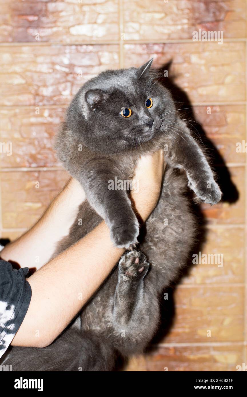 Arge cats hi-res stock photography and images - Alamy