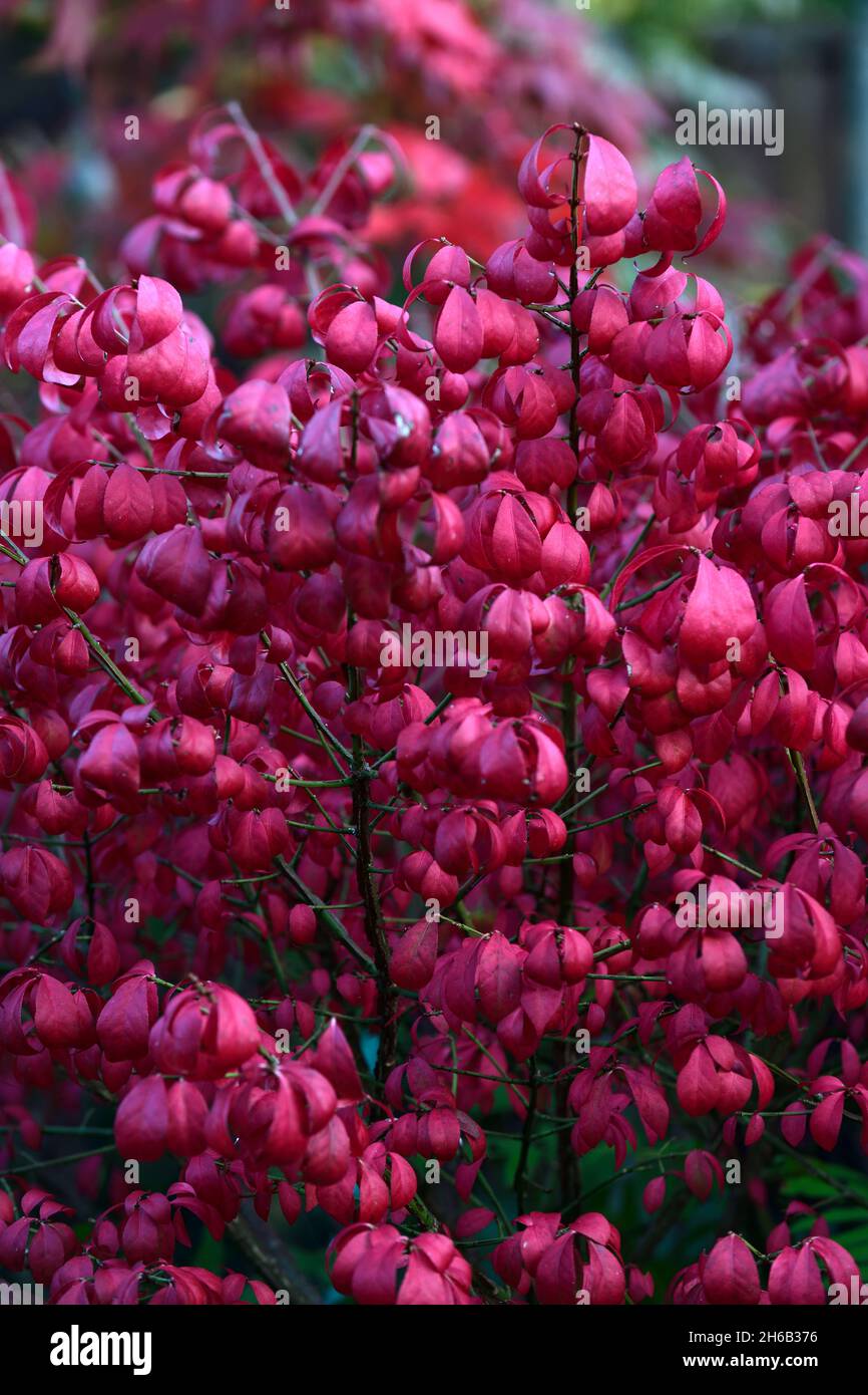 euonymous elata compacta,burning bush,red leaves,red foliage,leaves ...