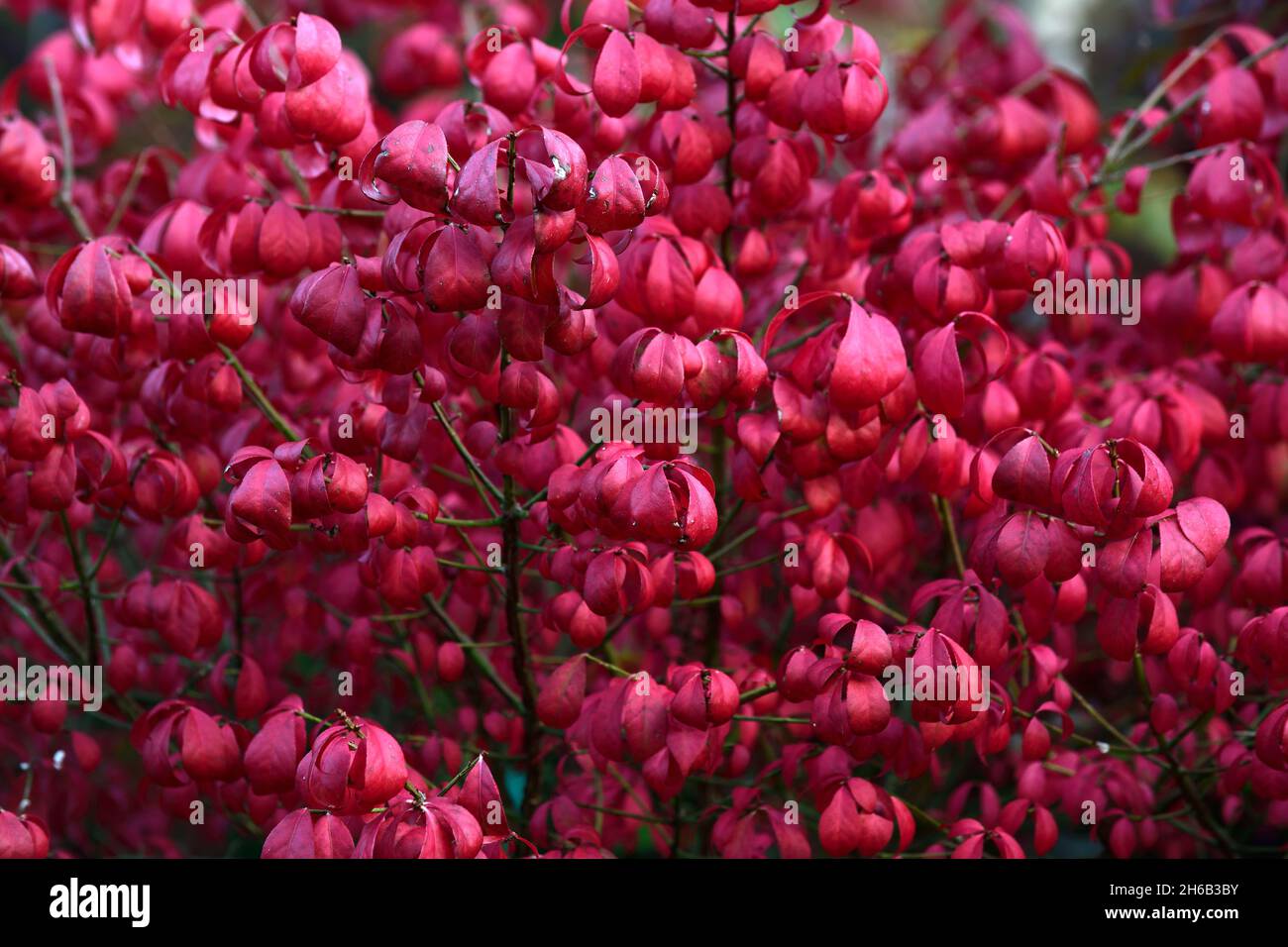 euonymous elata compacta,burning bush,red leaves,red foliage,leaves ...