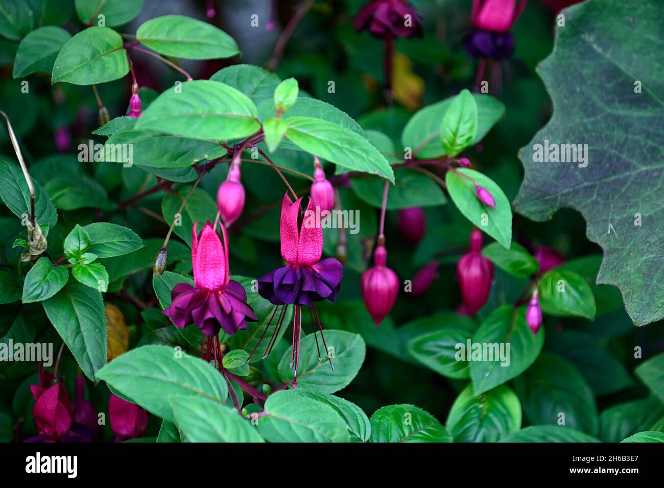 Fuchsia Tom Thumb,red,purple,flower,flowers,flowering,shrub,shrubs ...