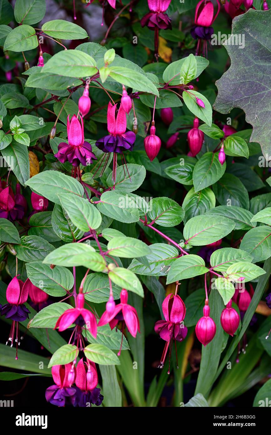 Fuchsia Tom Thumb,red,purple,flower,flowers,flowering,shrub,shrubs ...
