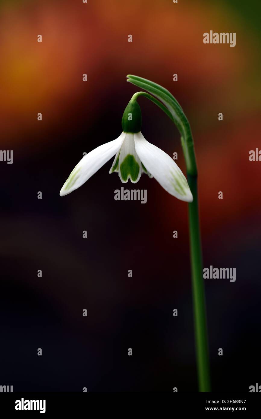 Galanthus elwesii November Queen Spot,snowdrop,flower,early,white ...