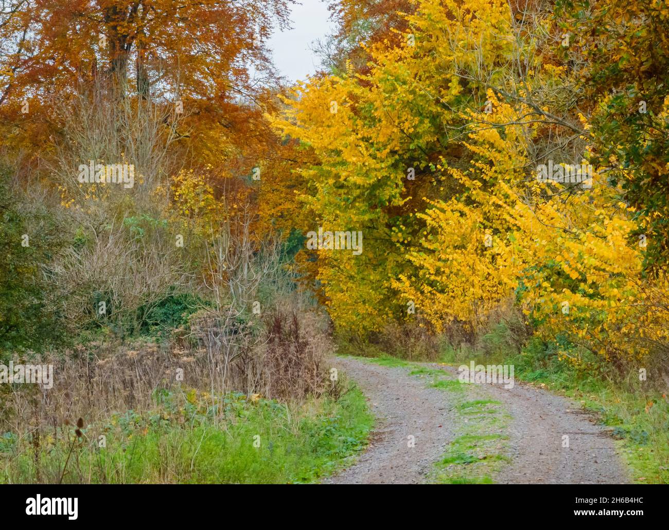 Copper maple leaf hi-res stock photography and images - Alamy