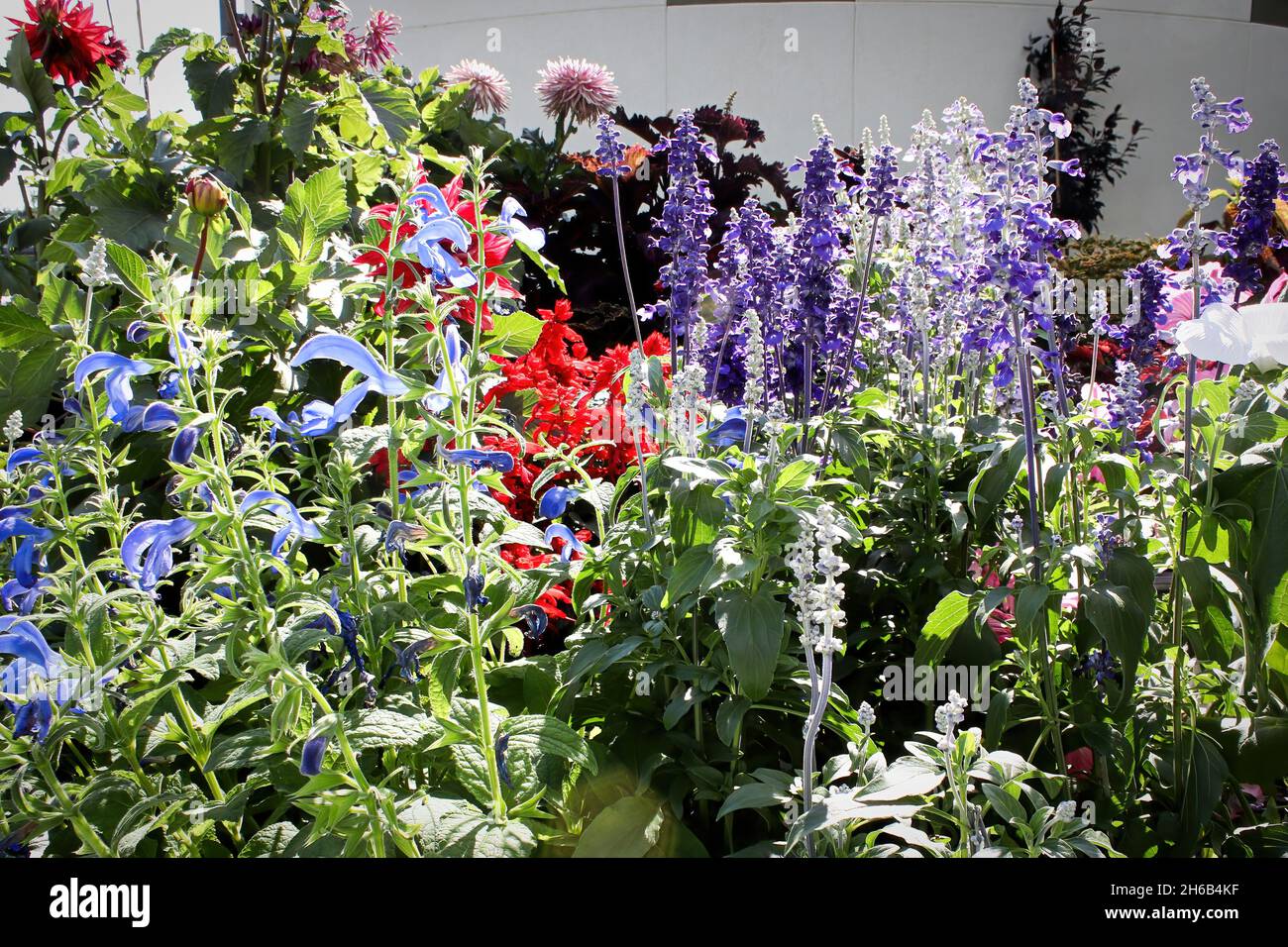 A mixture of various annuals in flower outside Stock Photo - Alamy
