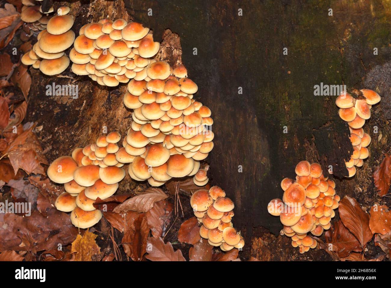 Galerina mutabilis hi-res stock photography and images - Alamy