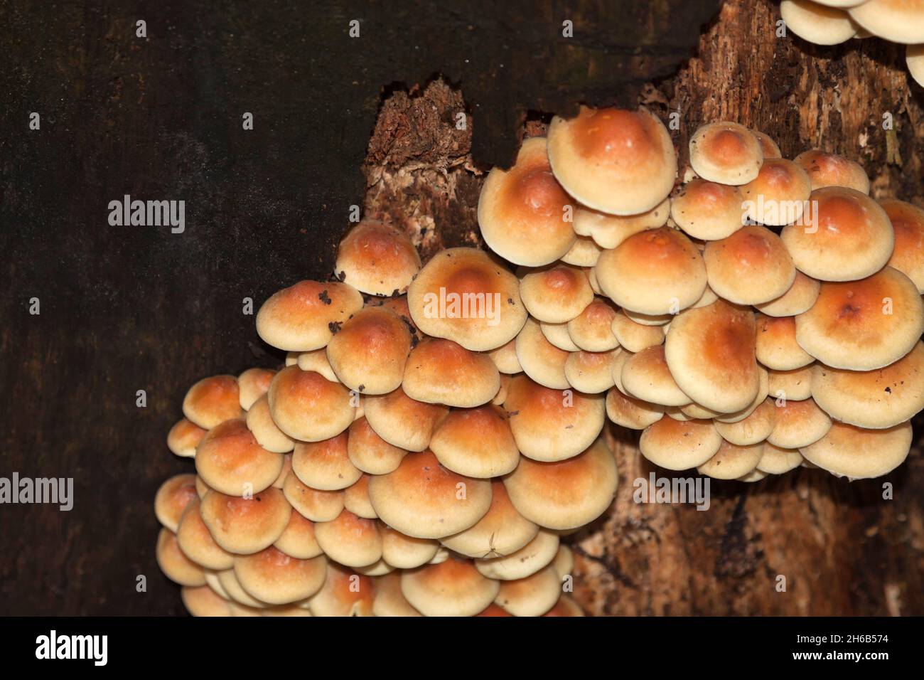 Pholiota Mutabilis High Resolution Stock Photography and Images - Alamy