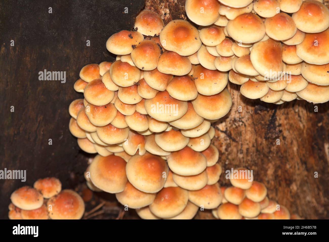 Pholiota Mutabilis High Resolution Stock Photography and Images - Alamy