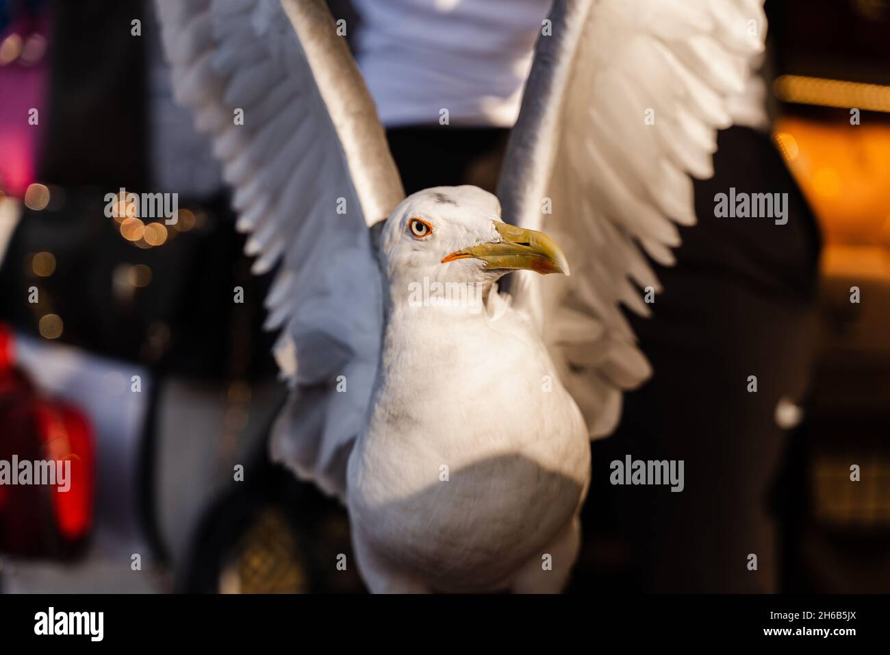 Big seagul hi-res stock photography and images - Alamy