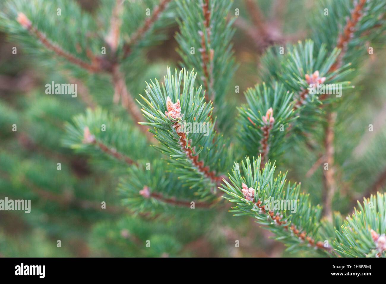 branches of a fir-tree in a forest, symbol of New Year, side view Stock ...