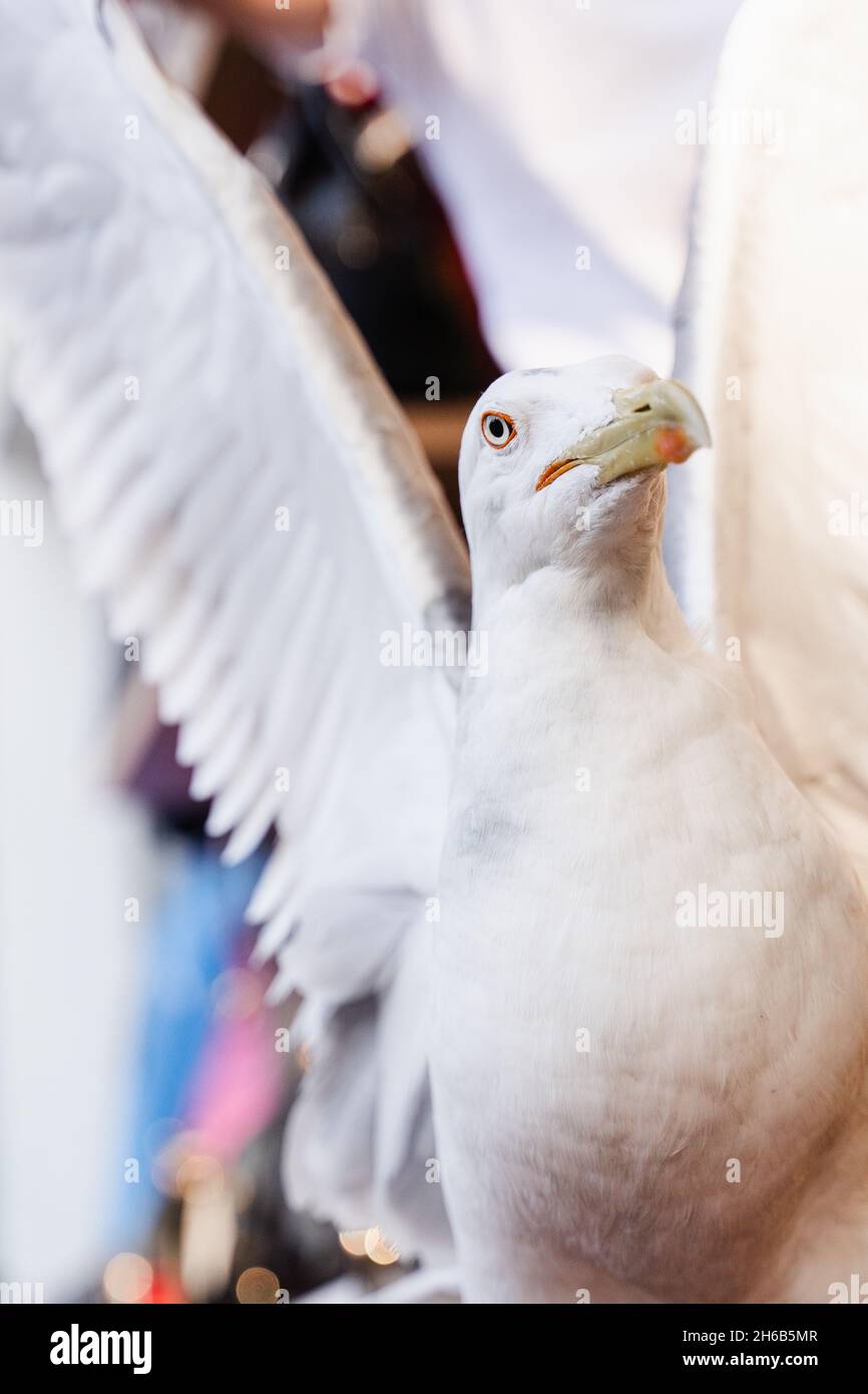 Big seagul hi-res stock photography and images - Alamy
