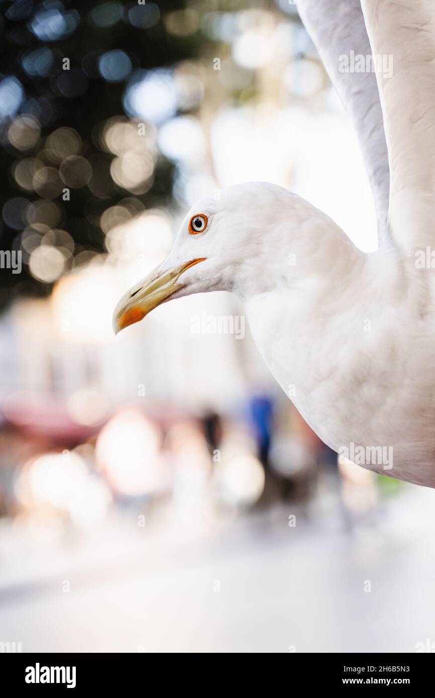 Big seagul hi-res stock photography and images - Alamy