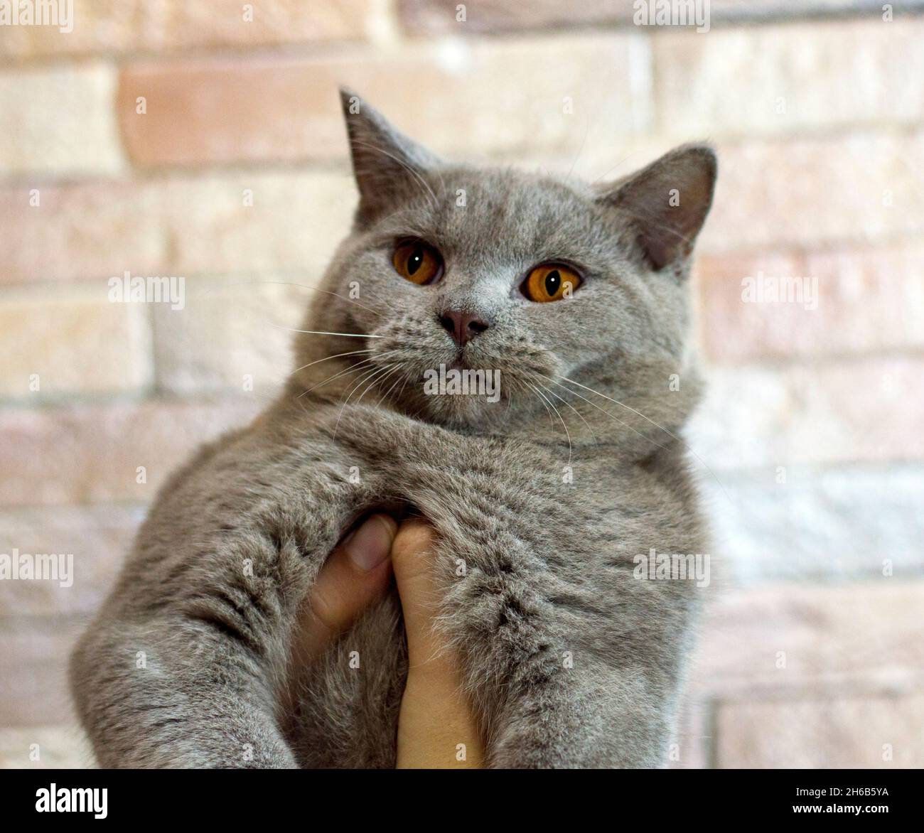 Scottish straight beautiful color fawn cat in his hands on the ...