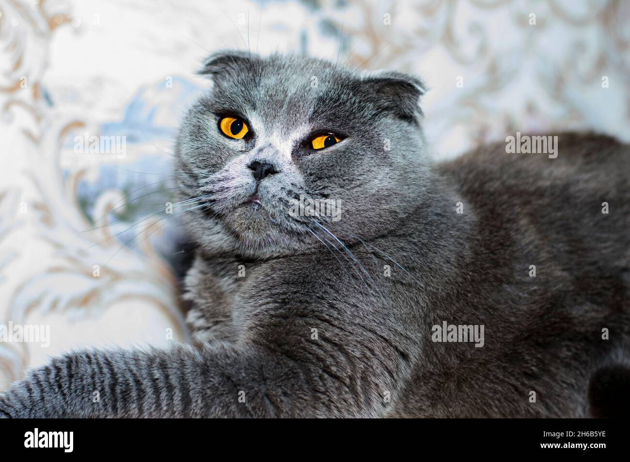 Portrait of a Scottish blue classic fold cat, theme cats and cats in ...