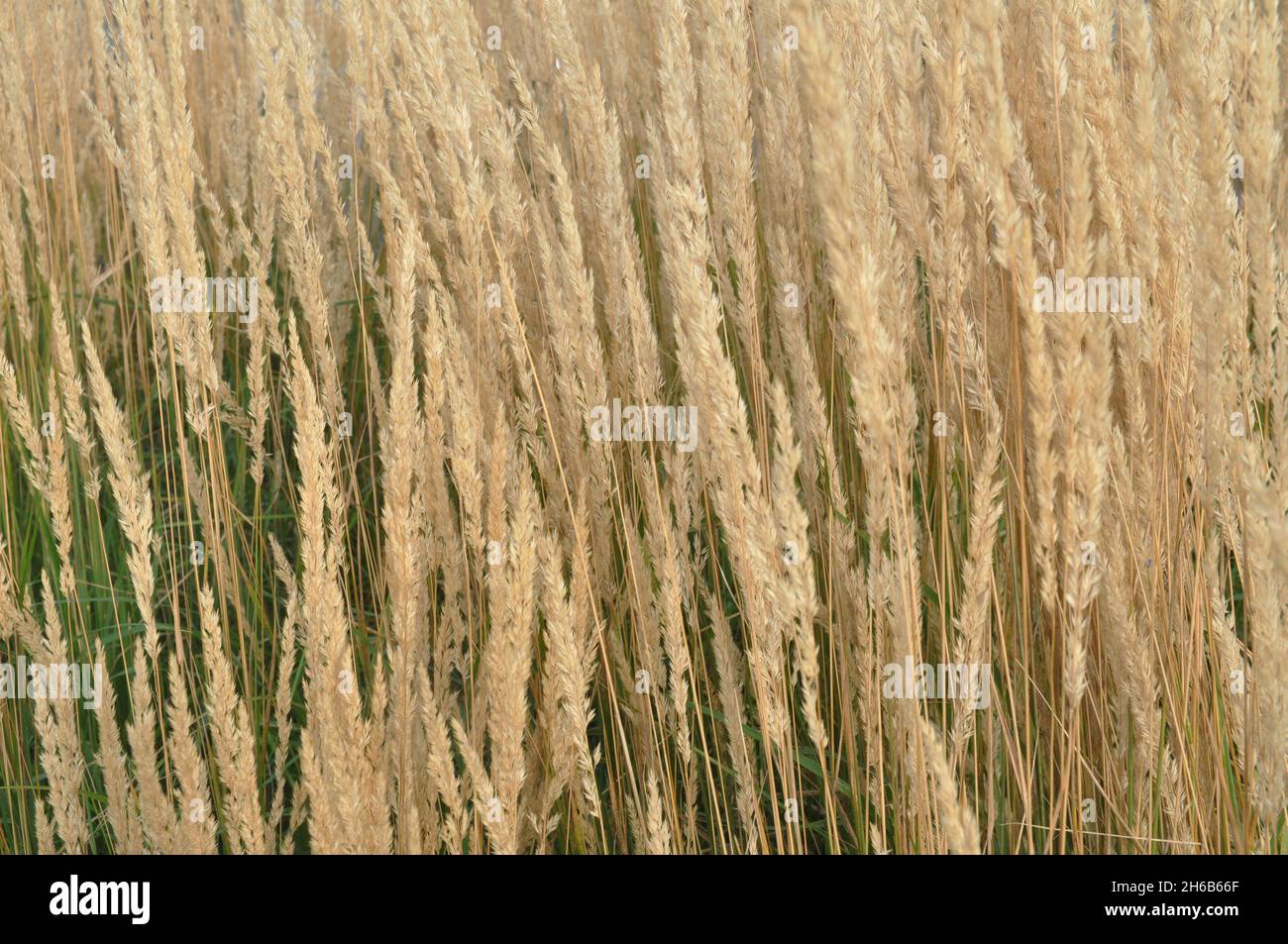 Tall dried grass hi-res stock photography and images - Alamy
