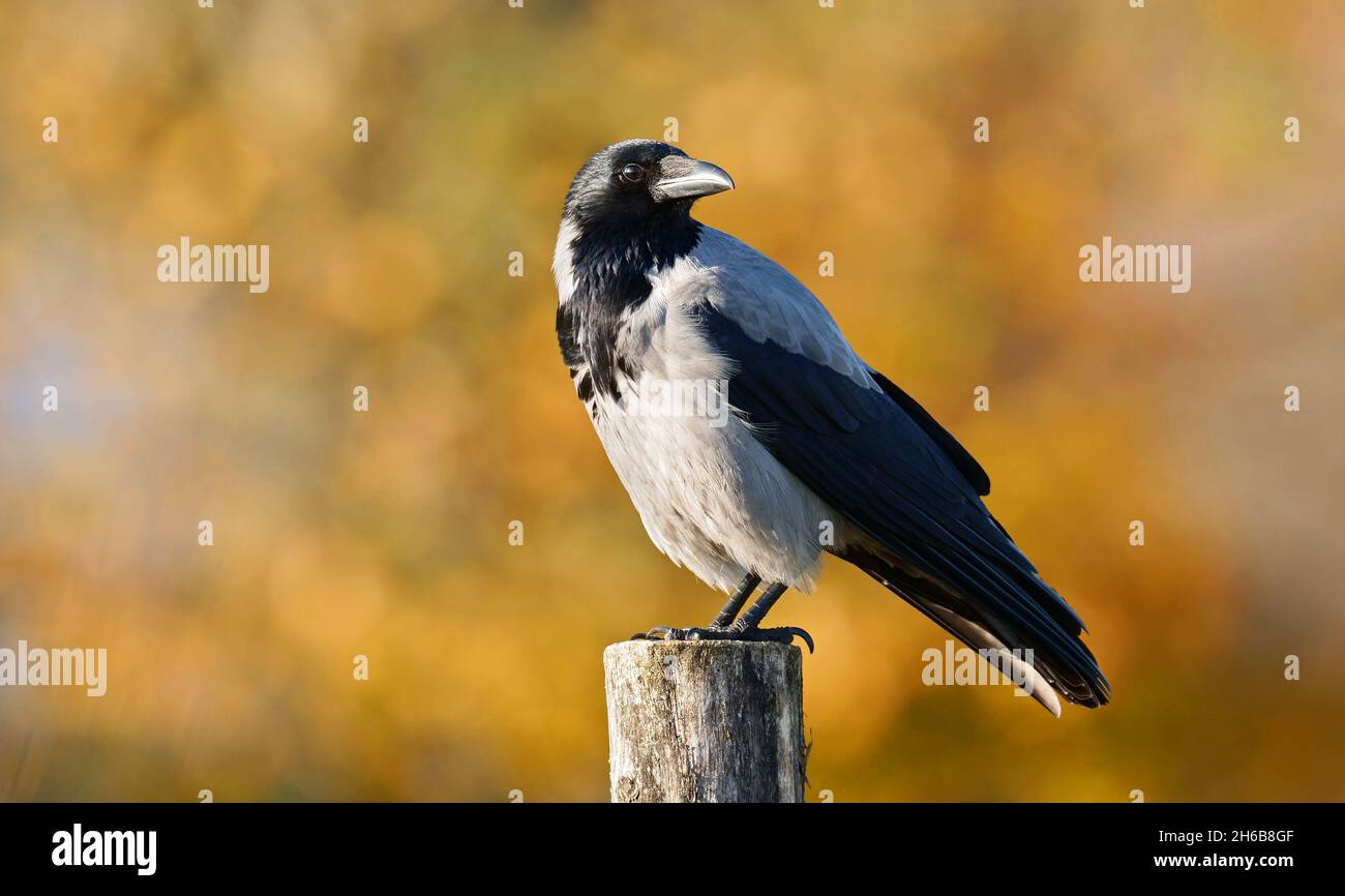 Berlin, Germany. 09th Nov, 2021. 09.11.2021, Berlin. A carrion crow ...