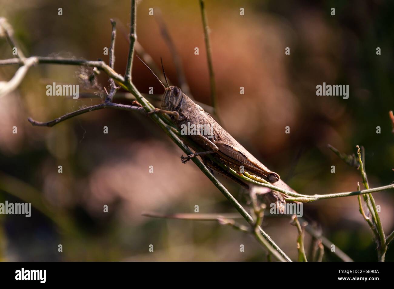 Close up photos of cricket Stock Photo - Alamy