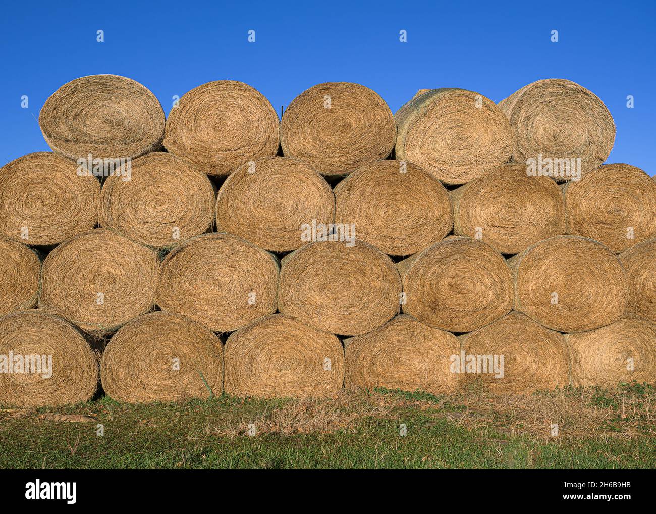 Round hay bales piled high under clear blue sky Stock Photo - Alamy
