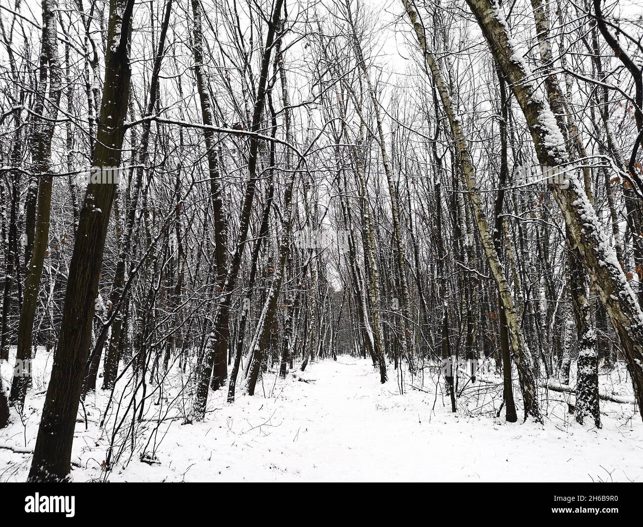 A beautiful view of a small path among trees covered by snow in the ...
