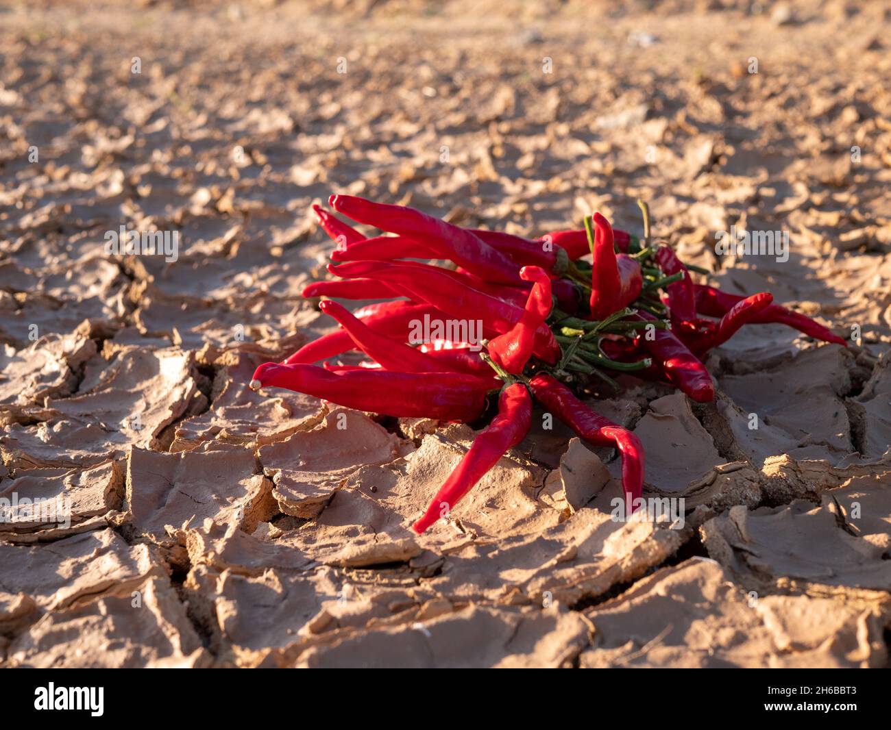 A close-up shot of red chili peppers on a textured ground Stock Photo ...