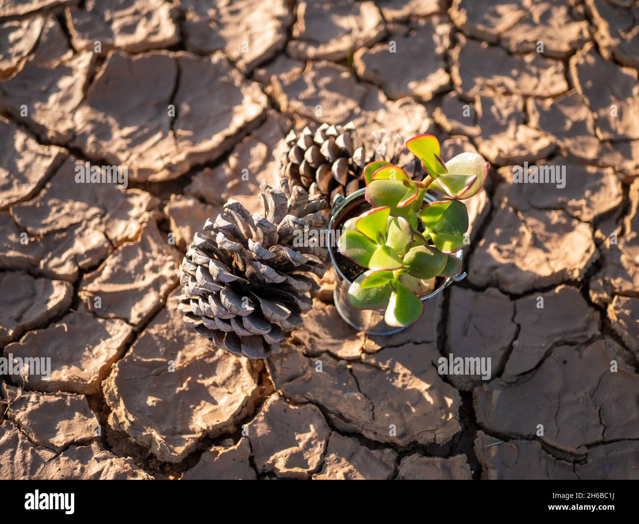 A close-up shot of a pot plant and fir cones on textured ground Stock ...
