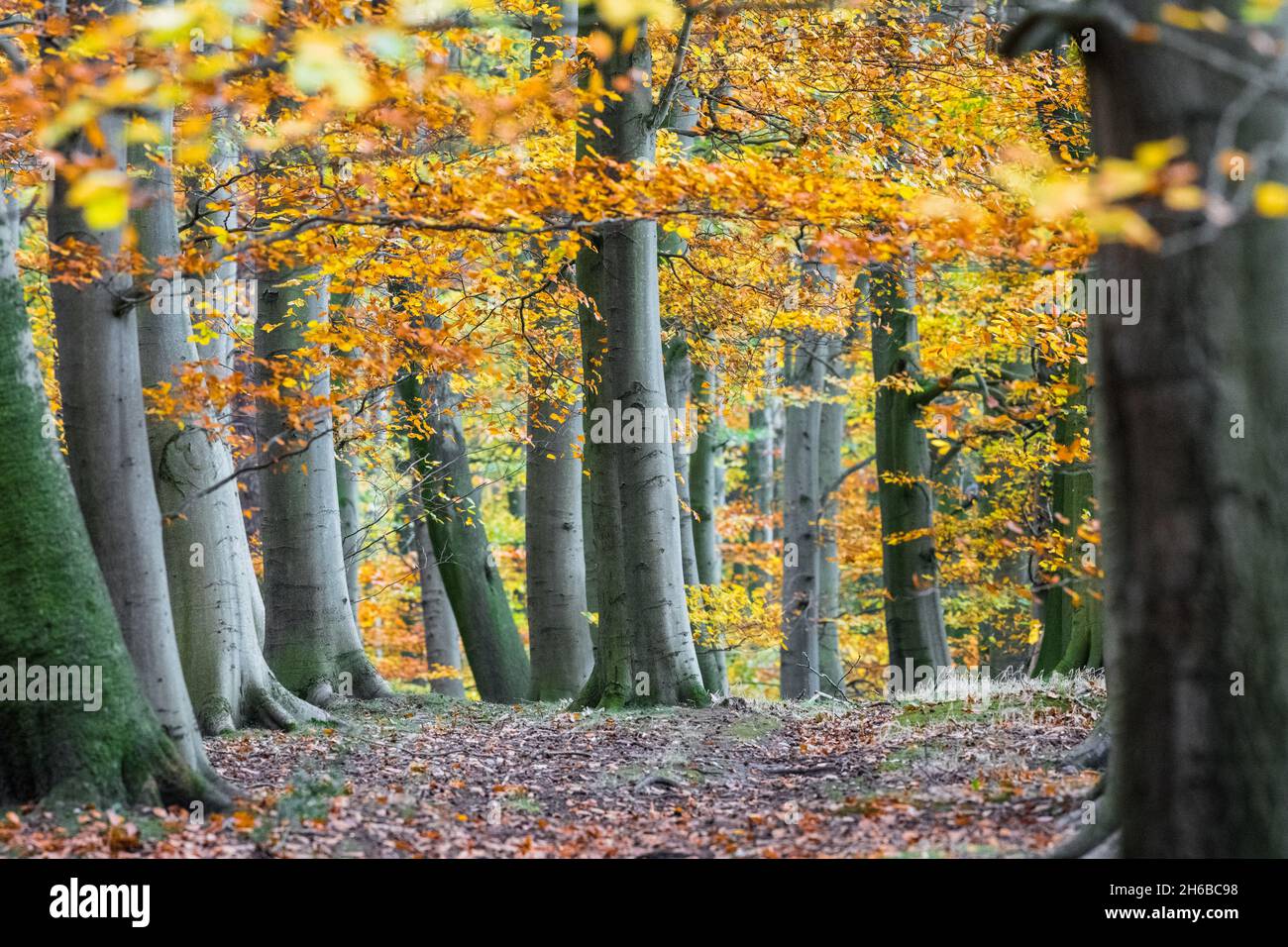 Deciduous Beech trees in Sherwood Forest, Nottinghamshire, England, UK ...