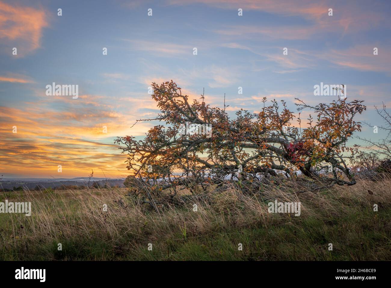 Fallen apple tree hi-res stock photography and images - Alamy