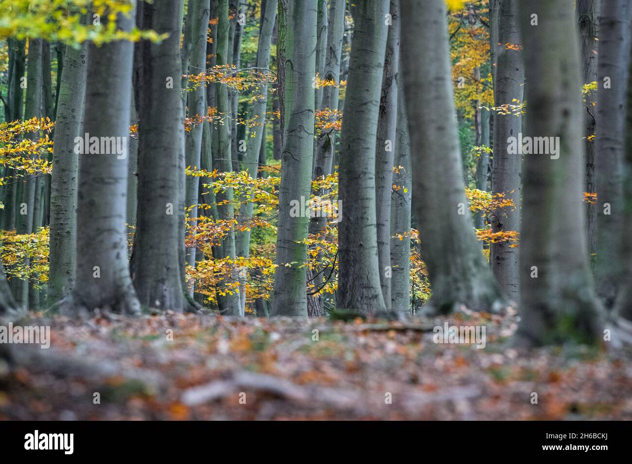 Deciduous Beech trees in Sherwood Forest, Nottinghamshire, England, UK ...
