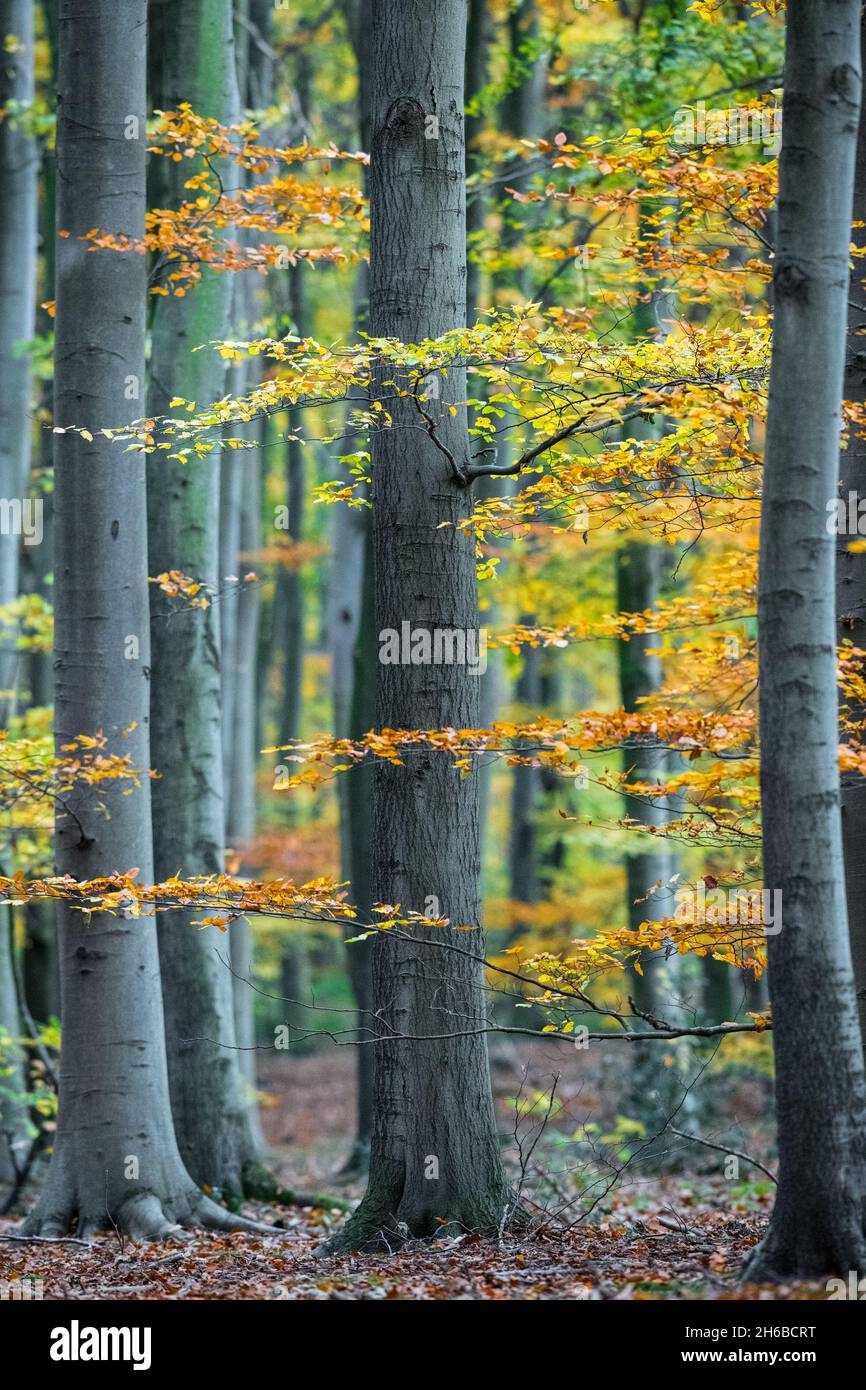 Deciduous Beech trees in Sherwood Forest, Nottinghamshire, England, UK ...