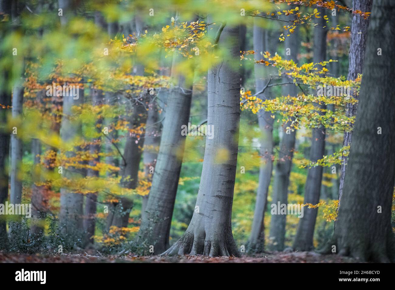 Deciduous Beech trees in Sherwood Forest, Nottinghamshire, England, UK ...