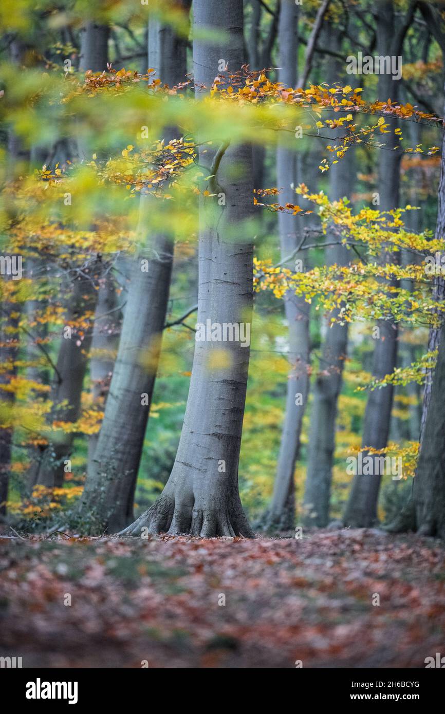 Deciduous Beech trees in Sherwood Forest, Nottinghamshire, England, UK ...