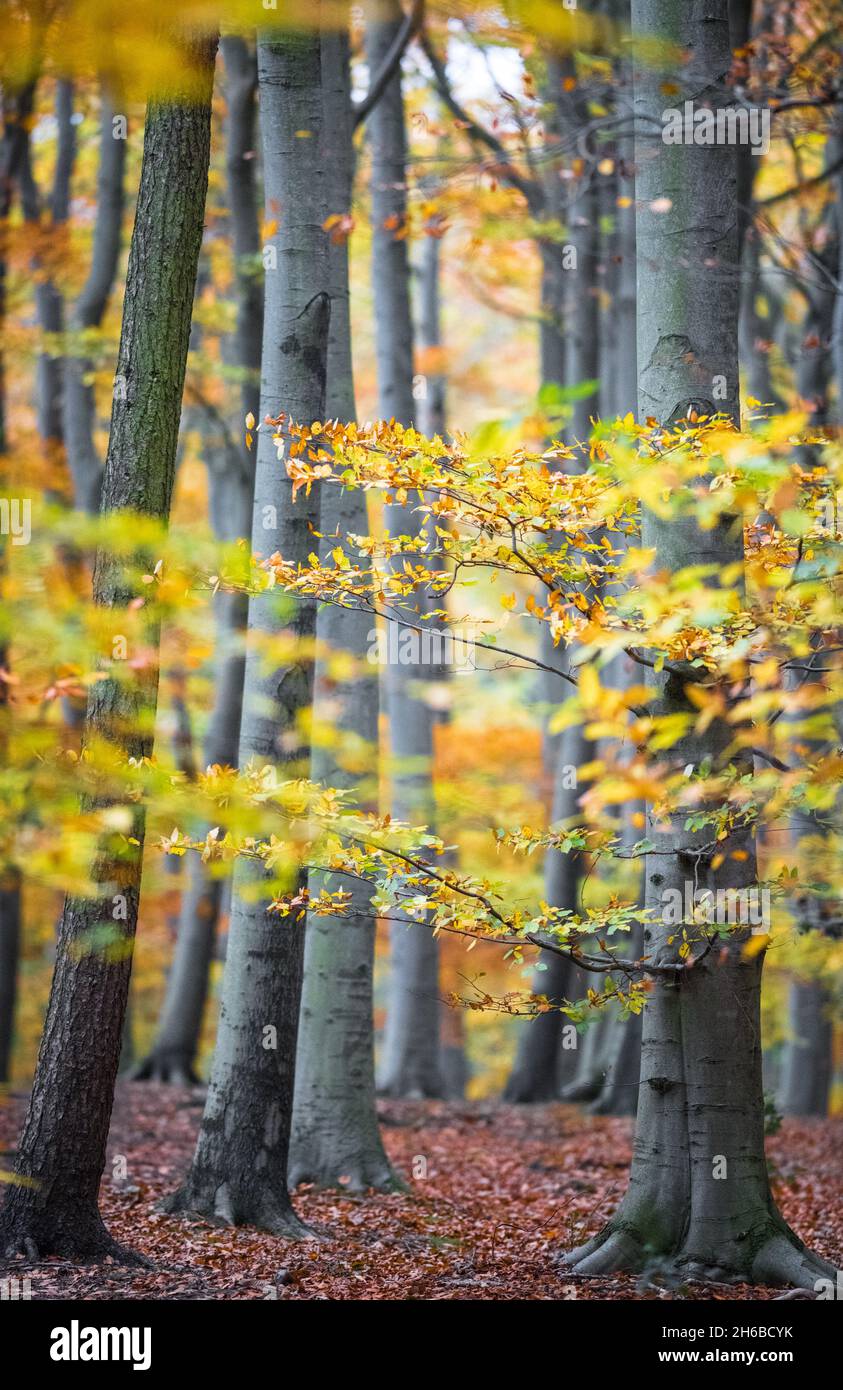 Deciduous forest beech trees hi-res stock photography and images - Alamy