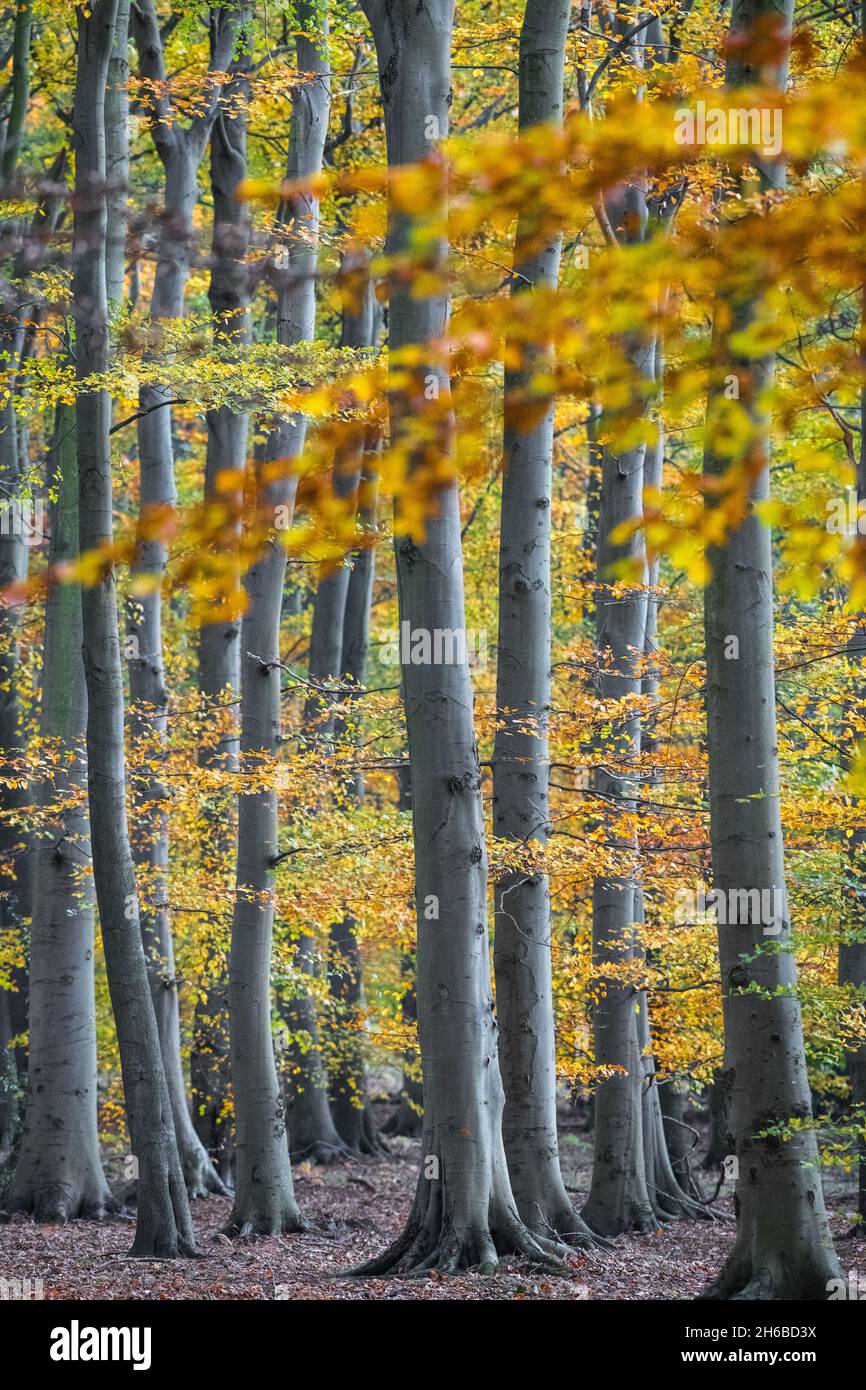 Deciduous Beech trees in Sherwood Forest, Nottinghamshire, England, UK ...