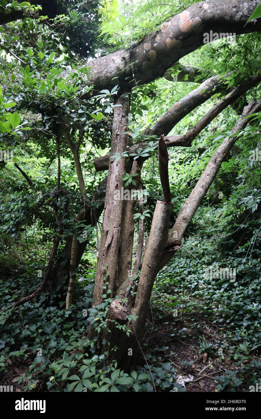 Fallen tree vines hi-res stock photography and images - Alamy