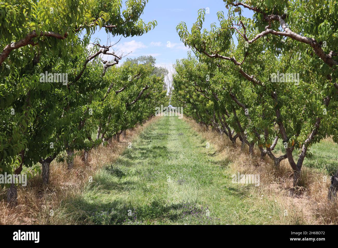 A grassy pathway along a peach orchard in Palisade, Colorado Stock ...