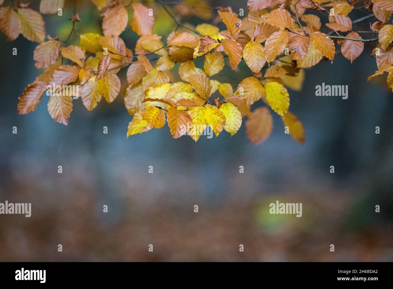 Colorful autumn leaves of the common beech fagus sylvatica hi-res stock ...