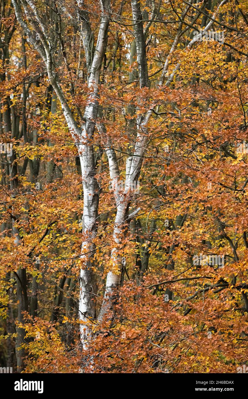 Deciduous Beech trees in Sherwood Forest, Nottinghamshire, England, UK ...