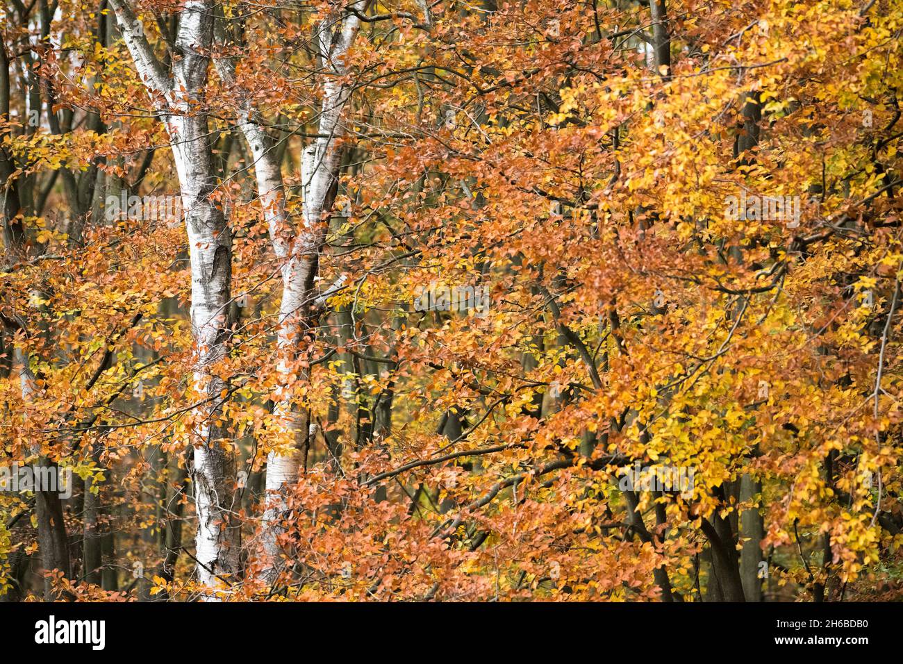 Deciduous Beech trees in Sherwood Forest, Nottinghamshire, England, UK ...