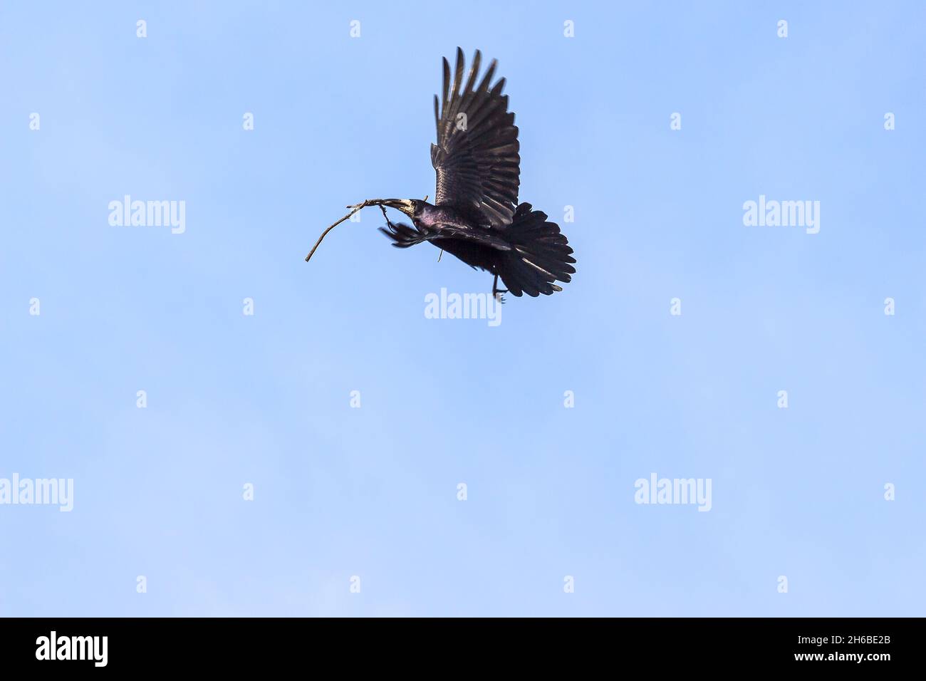 Shot low flying bird hi-res stock photography and images - Alamy