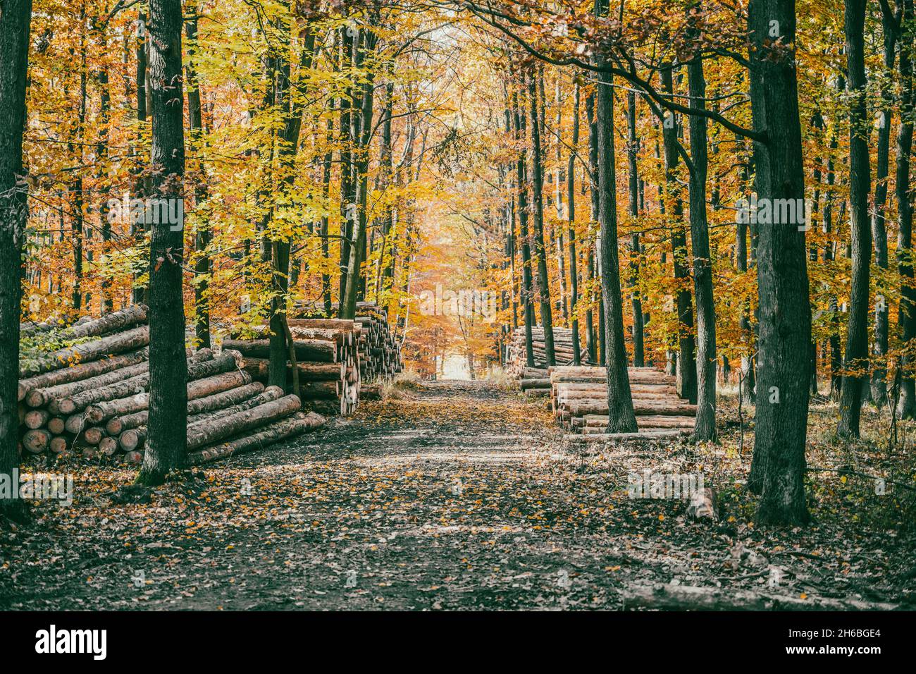 Autumn forest road and wooden logs around Stock Photo - Alamy