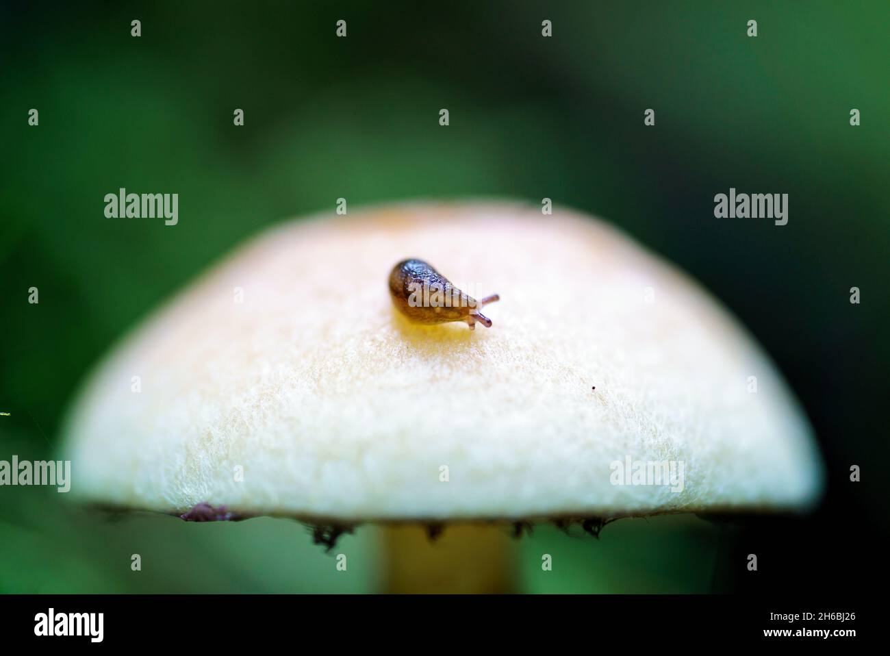 Little orange mushroom hi-res stock photography and images - Alamy