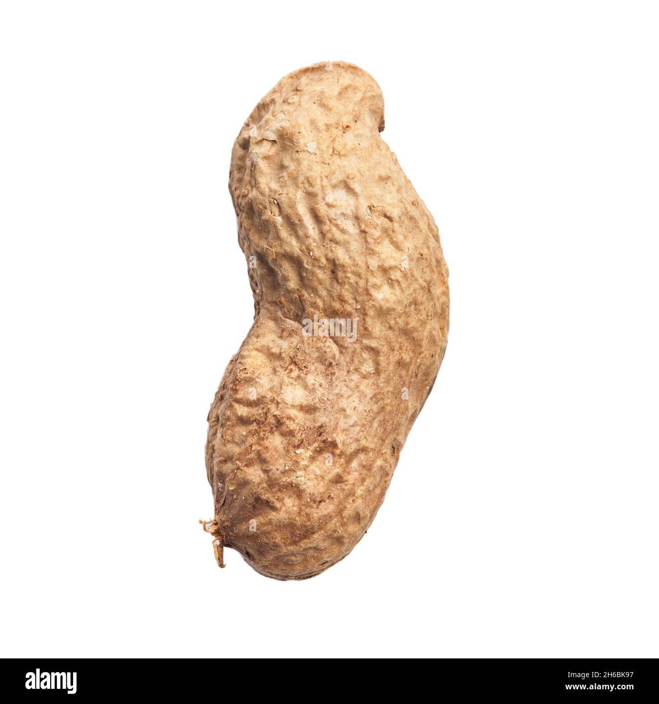 Single peanut with shell isolated on a white background Stock Photo - Alamy