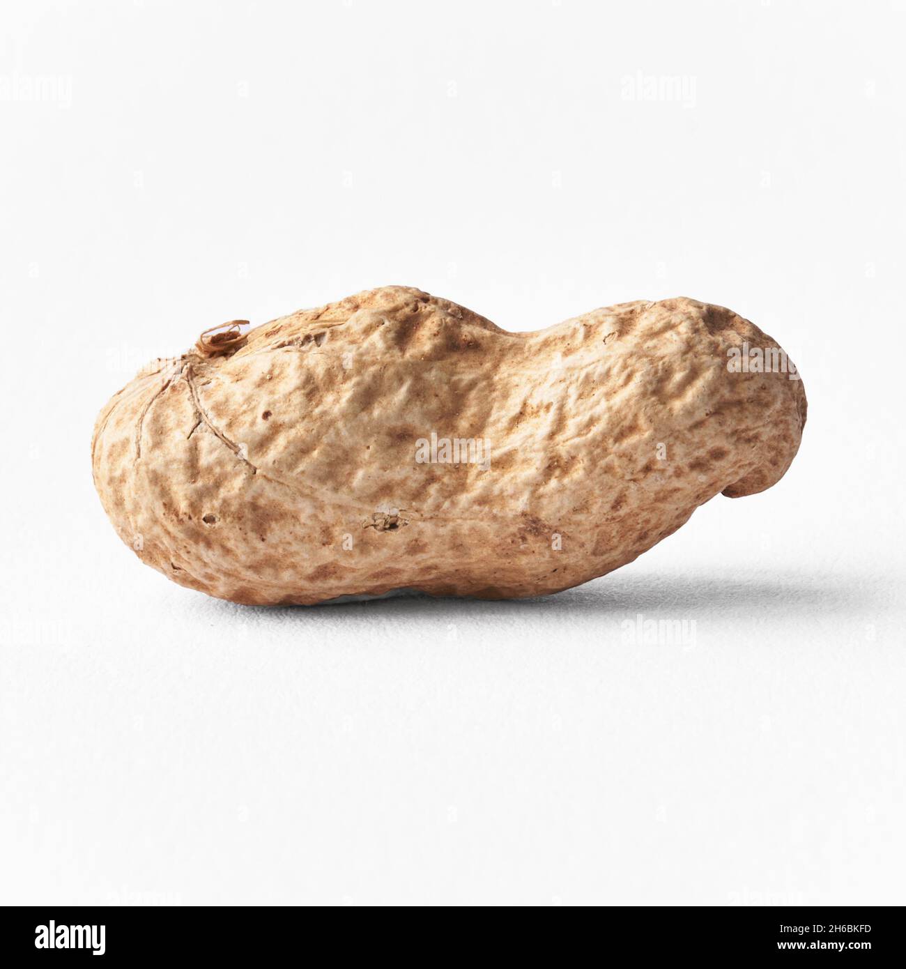 Single peanut with shell isolated on a white background Stock Photo - Alamy