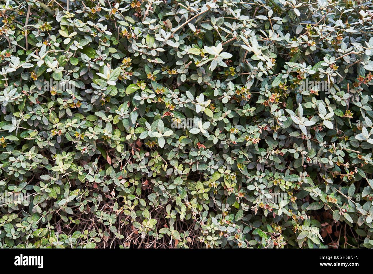 Beautiful plants closeup texture image Stock Photo - Alamy